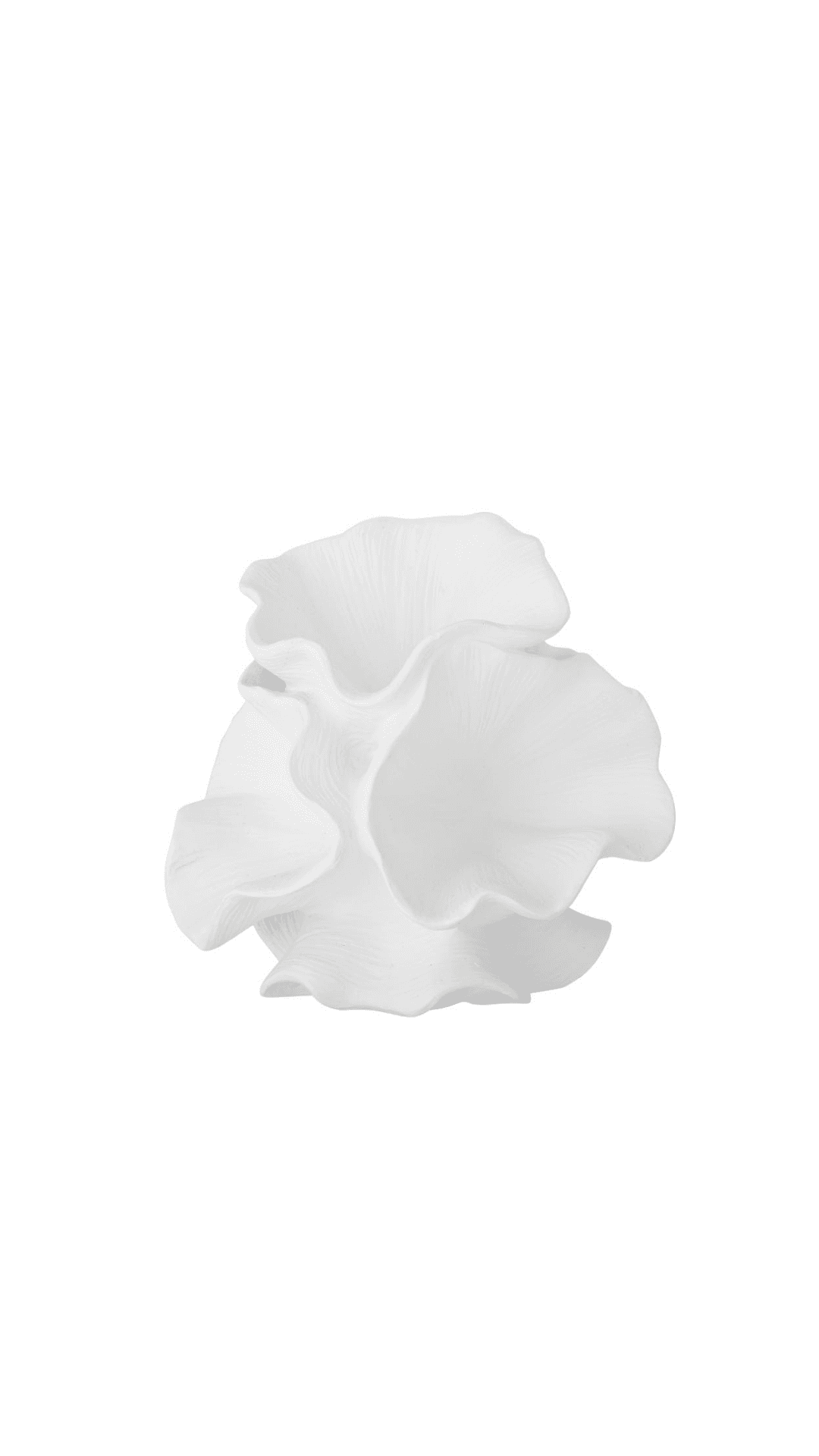 דקורציה ALOA - Caroline Wolf